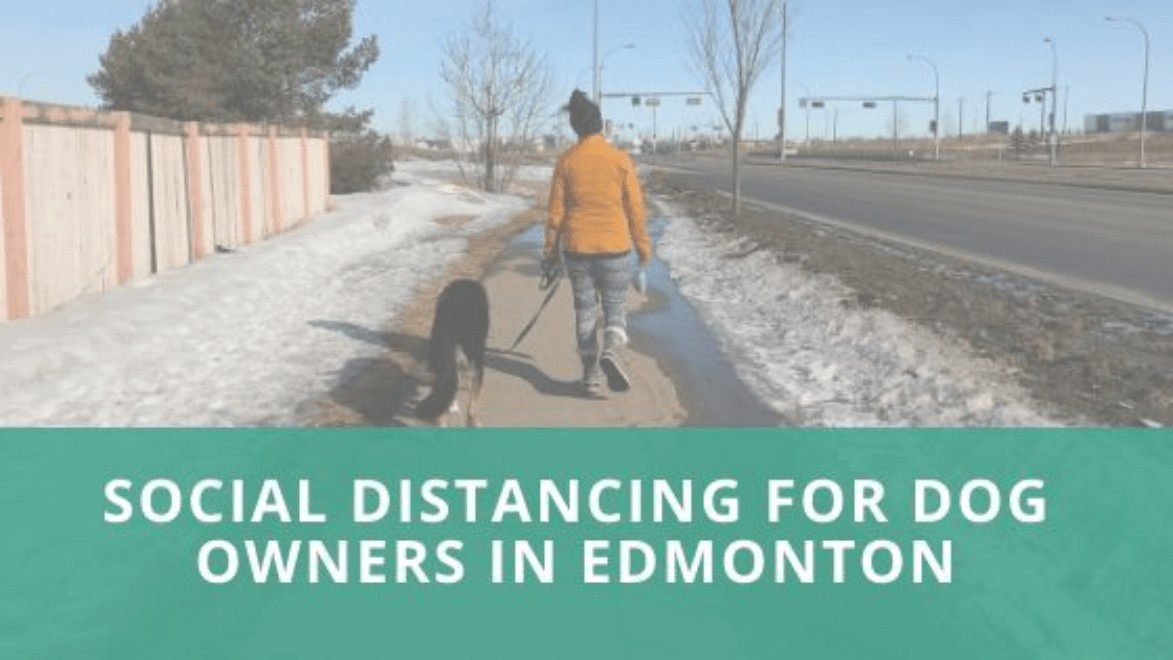 Social Distancing for Dog Owners | Dog Care in Edmonton | Dog Jogs