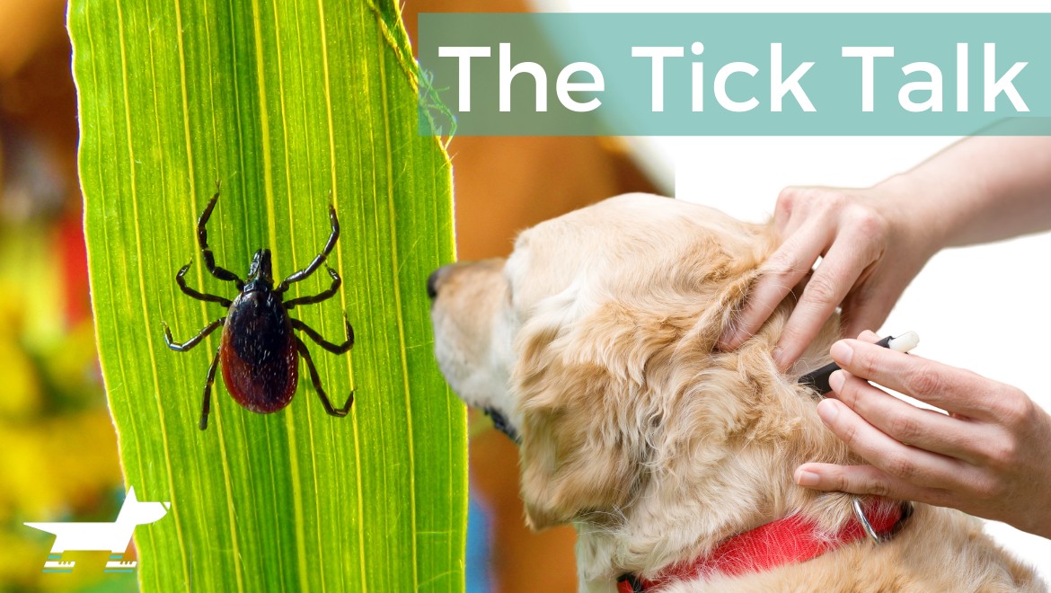 The Tick Talk - Dog Jogs