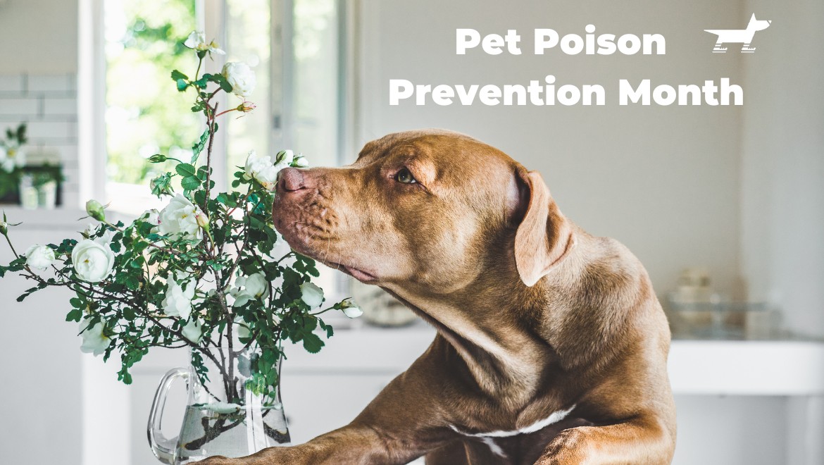Pet Poison Prevention Month - Dog Jogs