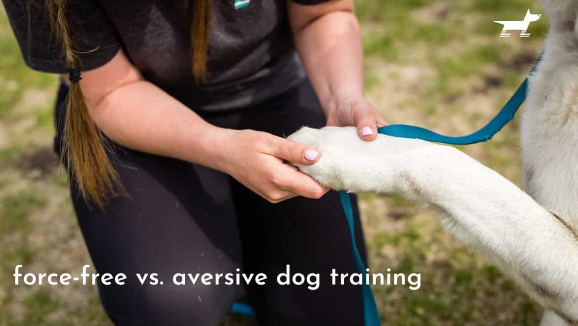 Difference Between Force-Free and Aversive Dog Training | Dog Training