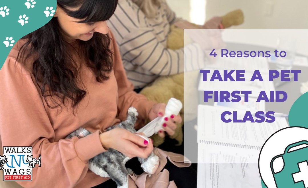 4 Reasons to Take a Pet First Aid Class - | Walks'N'Wags Pet First Aid ...