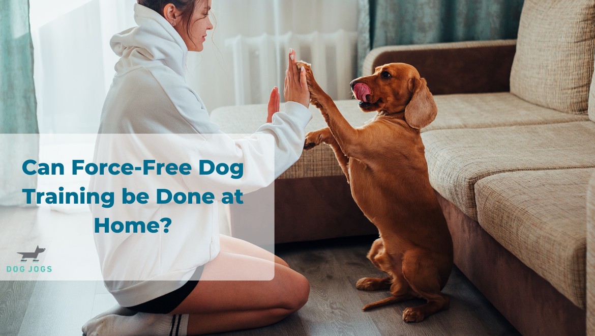 Can Force-Free Dog Training Be Done At Home? | Dog Training | Dog Jogs