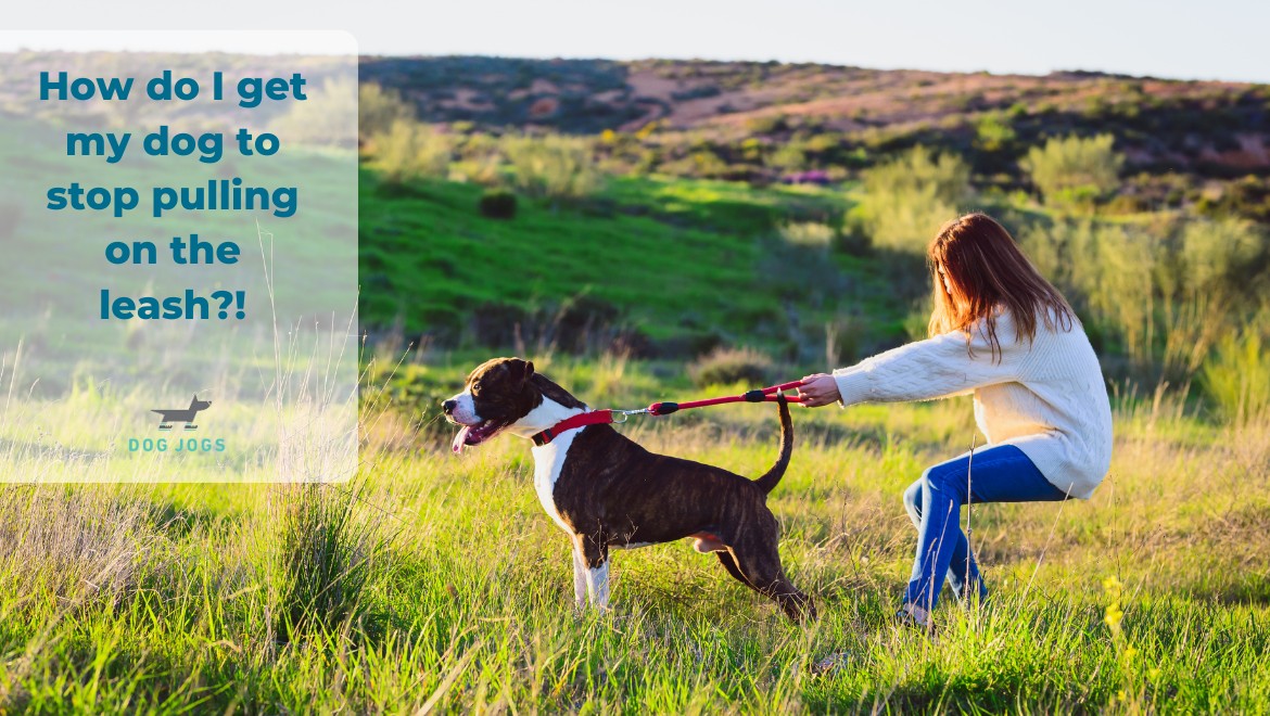 How Do I Get My Dog To Stop Pulling On The Leash?! | Dog Training| Dog Jogs